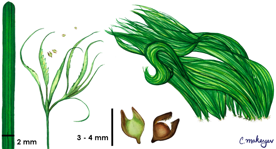 CA Marine Species Portal