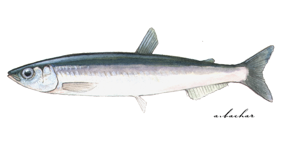 CA Marine Species Portal