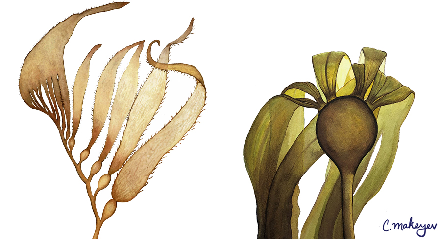 CA Marine Species Portal