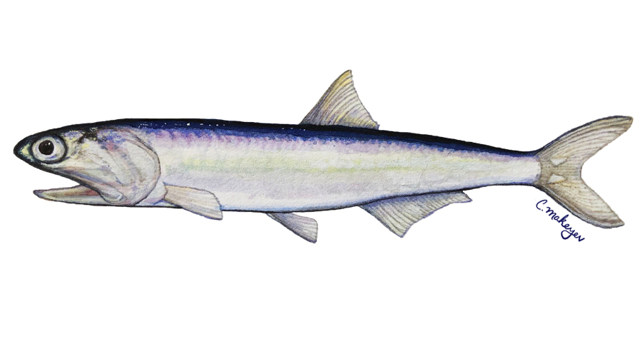 CA Marine Species Portal