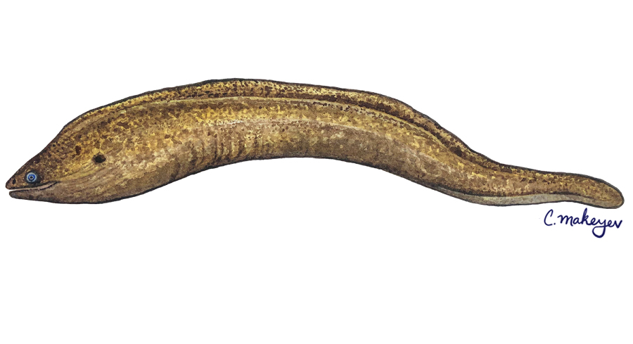 CA Marine Species Portal