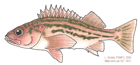 CA Marine Species Portal