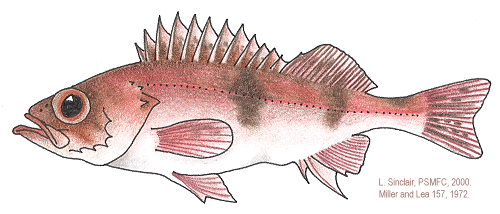 CA Marine Species Portal