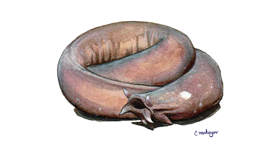 CA Marine Species Portal