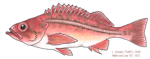 CA Marine Species Portal