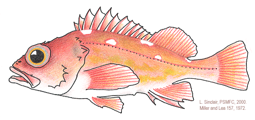 CA Marine Species Portal