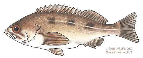 CA Marine Species Portal