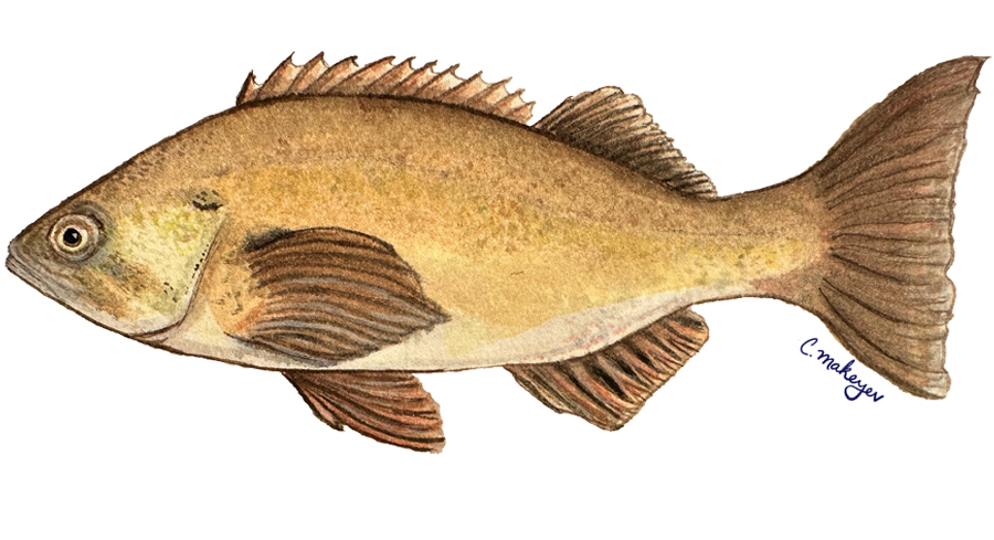 Swordfish Size And Weight Swordfish Wikipedia