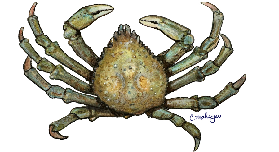 CA Marine Species Portal