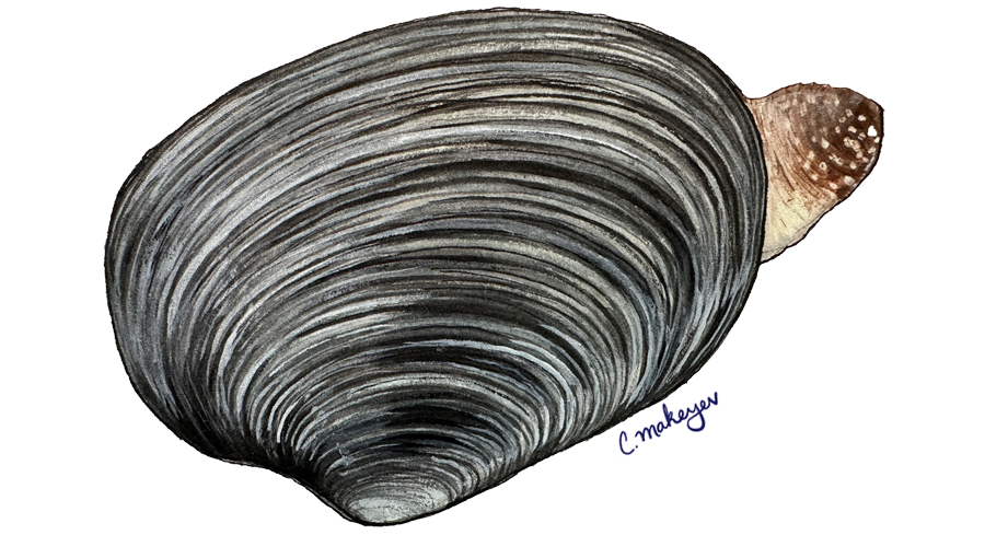 San Quintin Clams Baja Government To Promote San Quintin Tourism