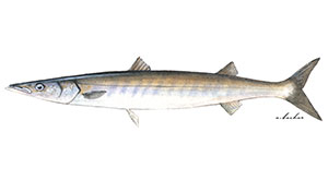 CA Marine Species Portal