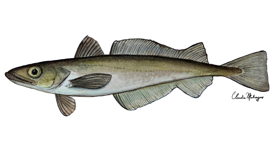 CA Marine Species Portal