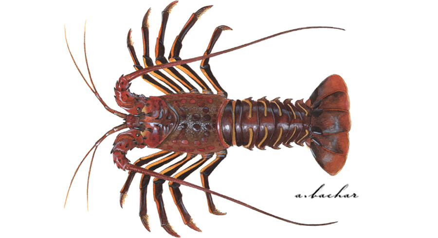 Life Cycle Of A Lobster