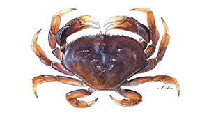 CA Marine Species Portal