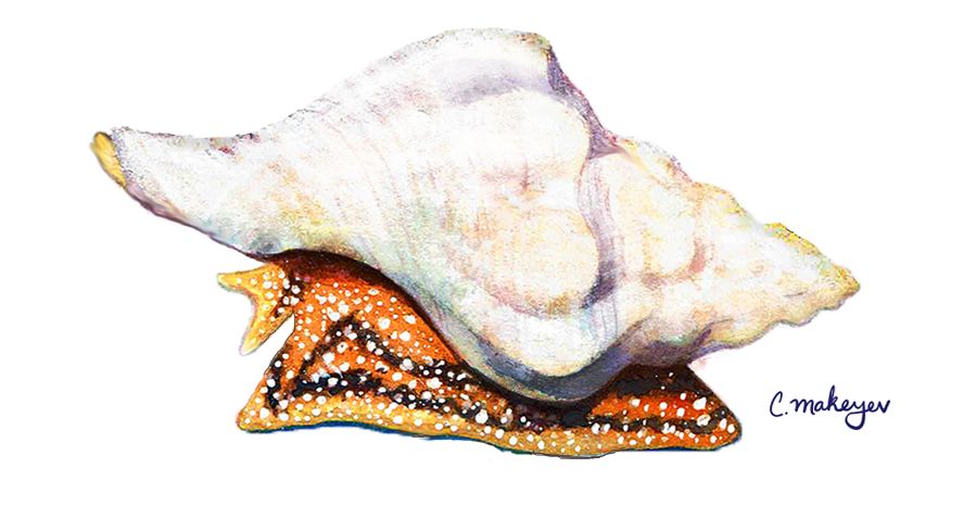 CA Marine Species Portal