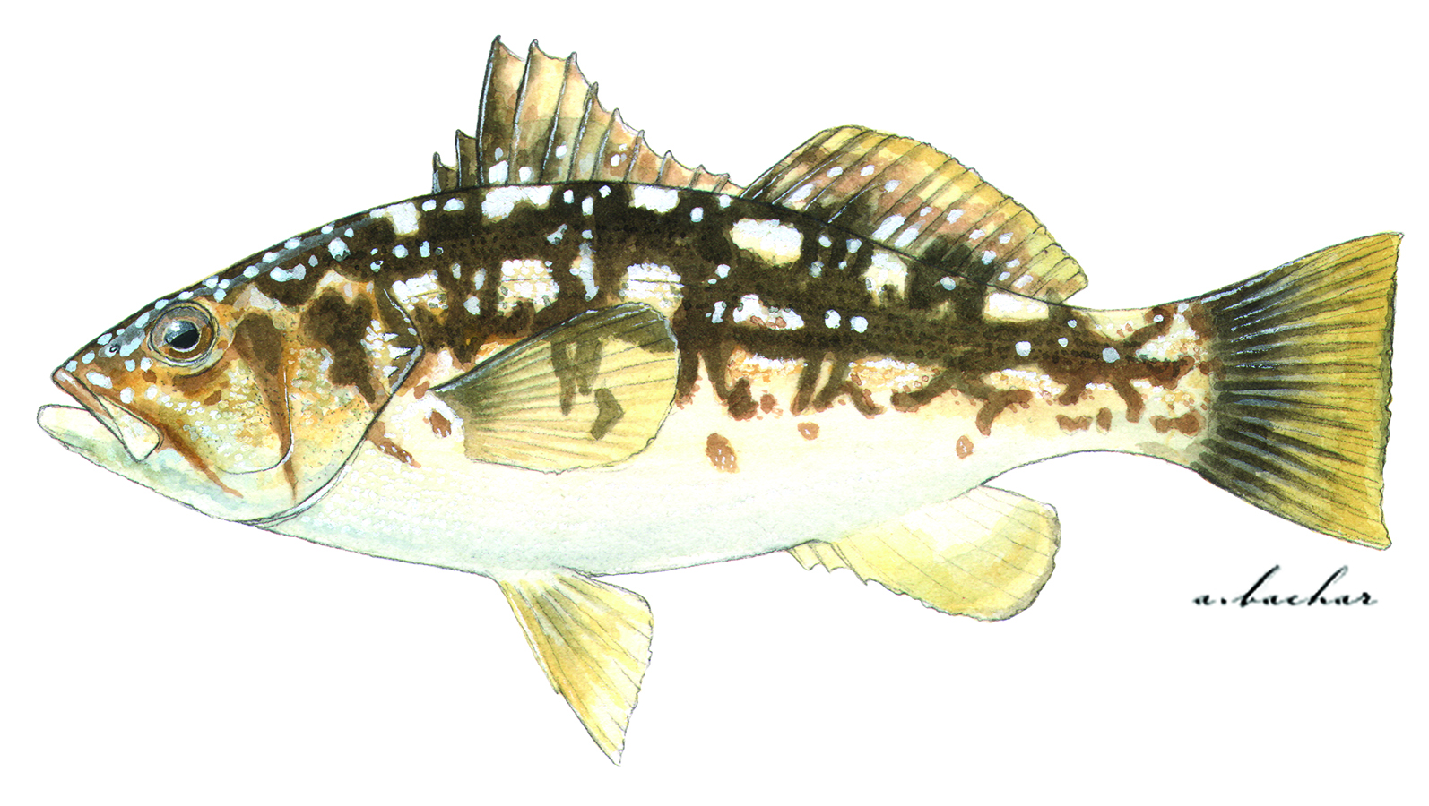 Bass Species