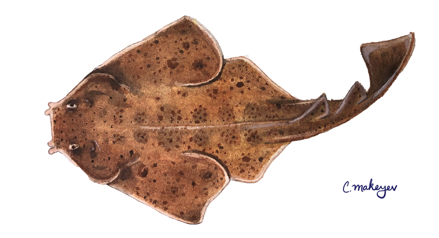 CA Marine Species Portal