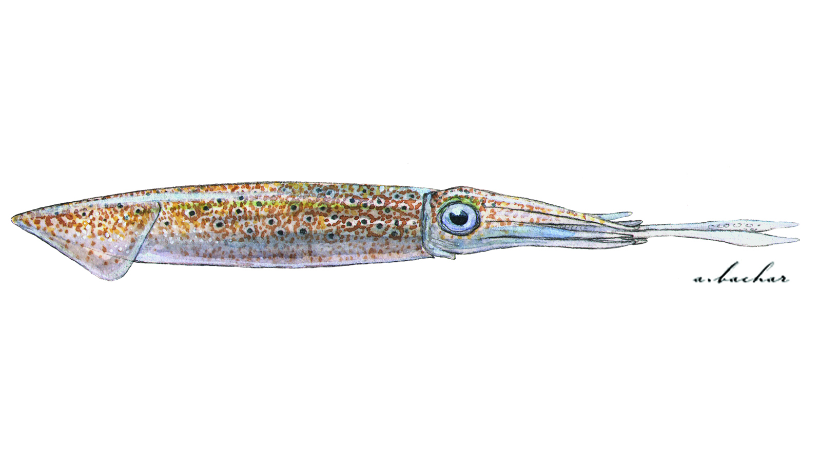 CA Marine Species Portal