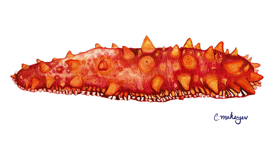 Sea Cucumber Reproduction