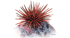 CA Marine Species Portal