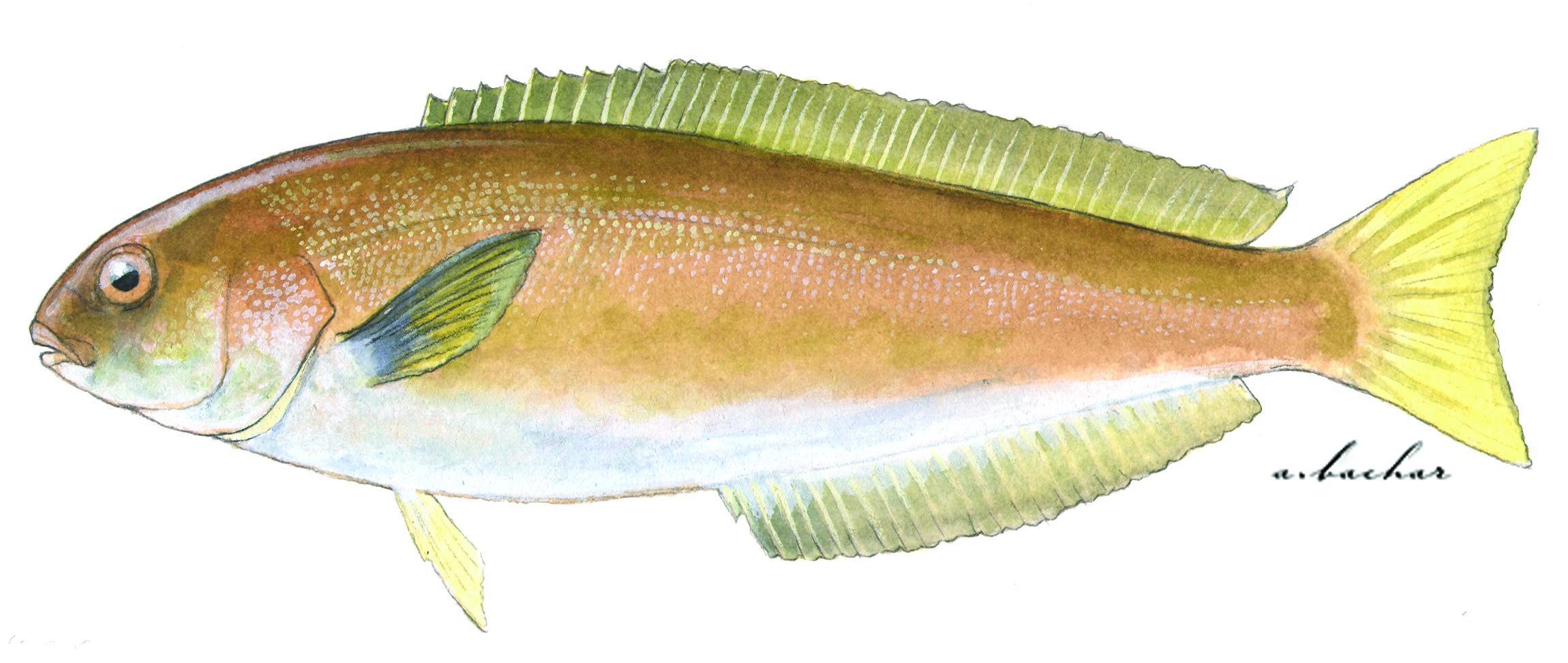 Examples Of Whitefish