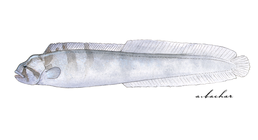 CA Marine Species Portal