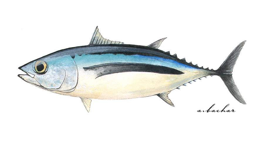 CA Marine Species Portal