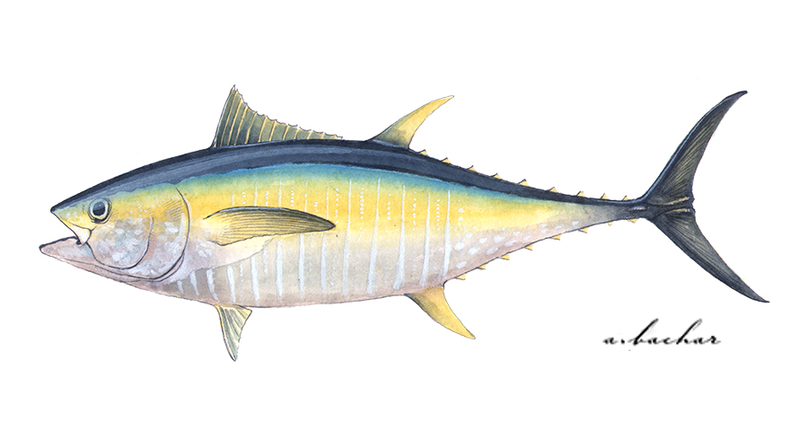 Yellowfin Tuna Oceana