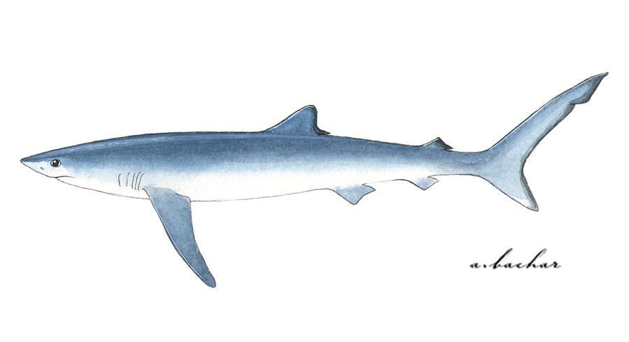 CA Marine Species Portal