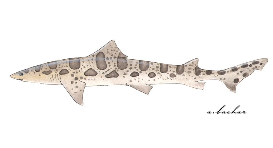 CA Marine Species Portal