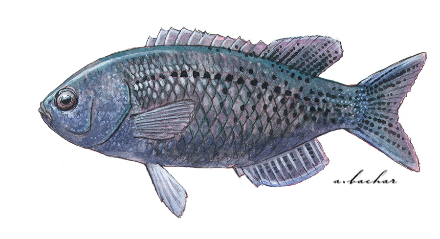 CA Marine Species Portal