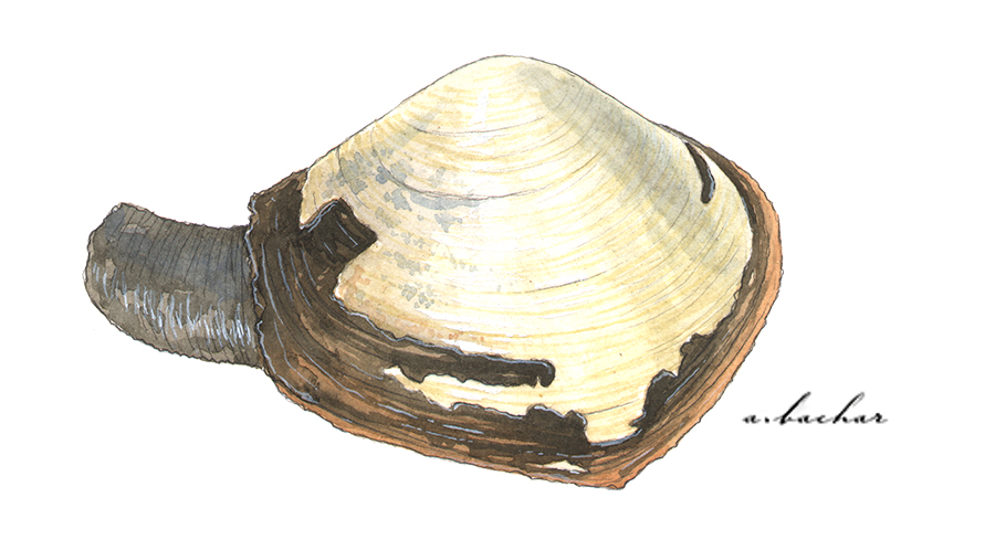 CA Marine Species Portal