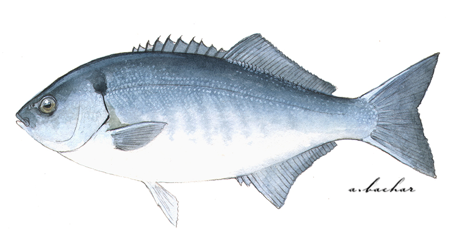 CA Marine Species Portal