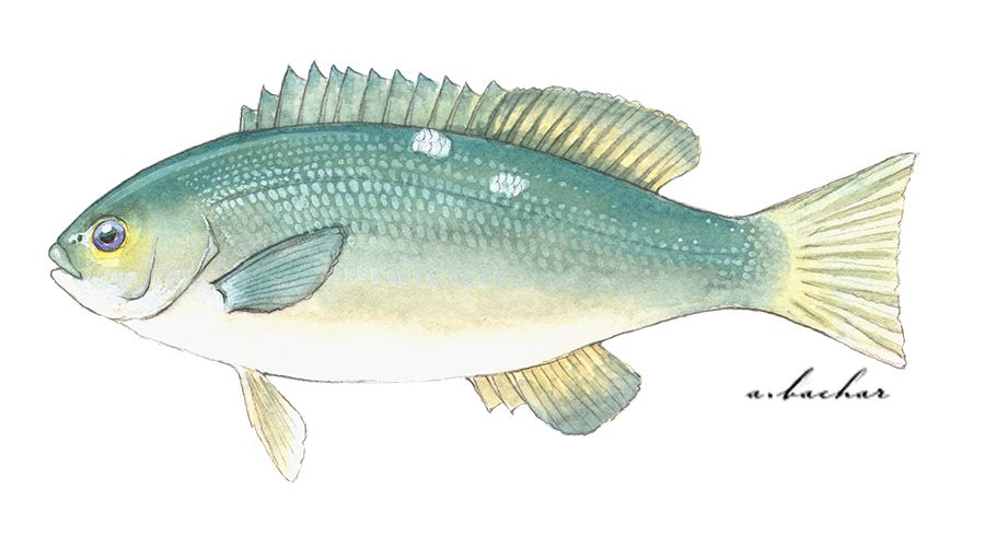 CA Marine Species Portal