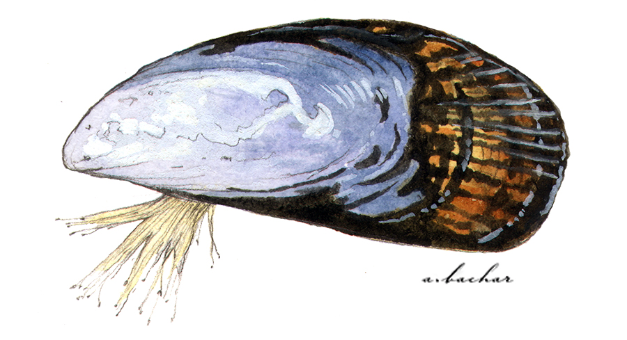 CA Marine Species Portal