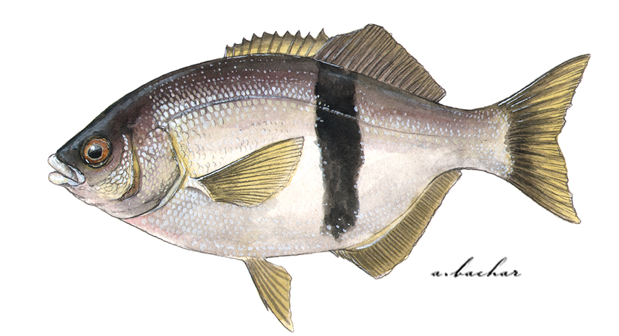 CA Marine Species Portal