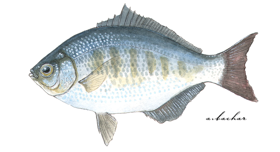 CA Marine Species Portal