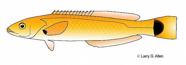 CA Marine Species Portal