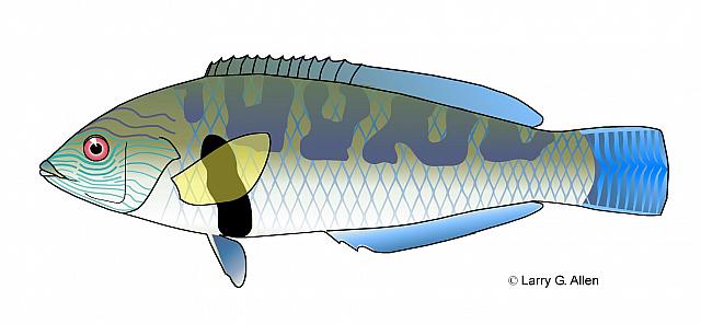 CA Marine Species Portal