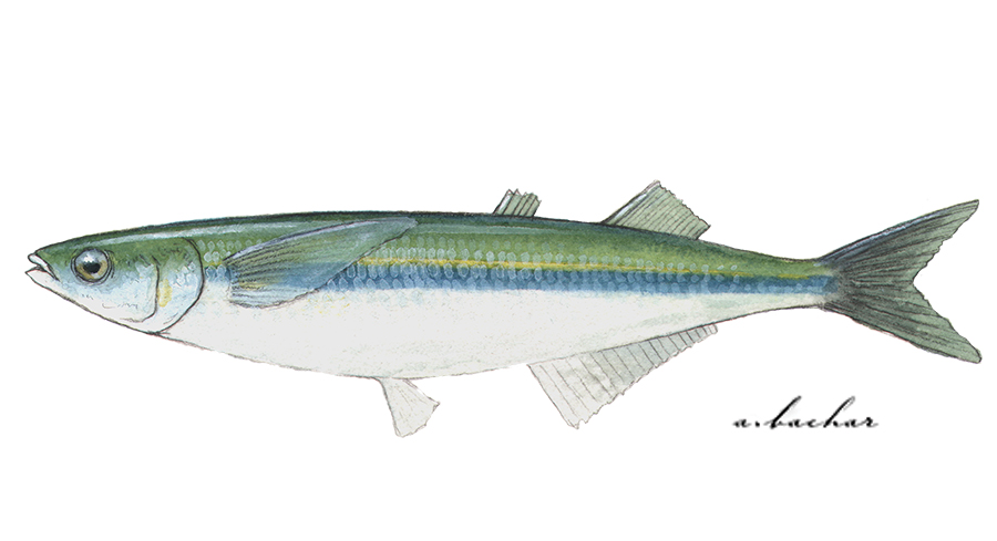 CA Marine Species Portal