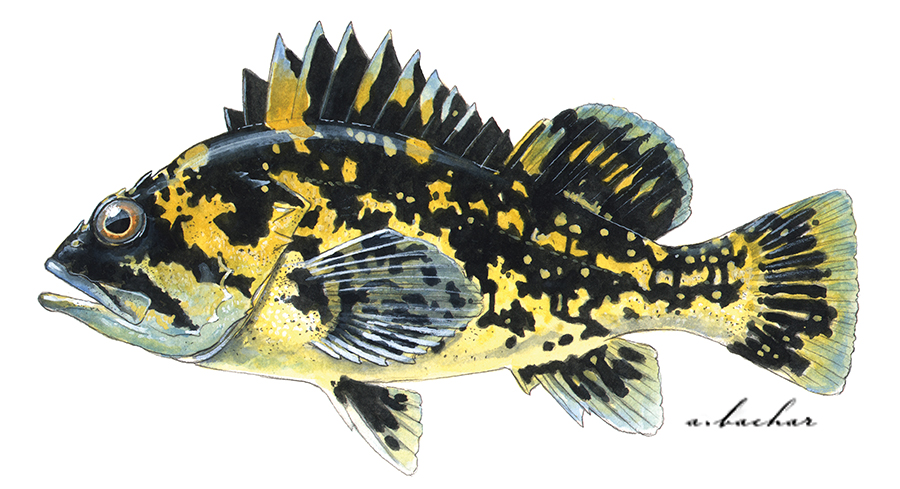 CA Marine Species Portal