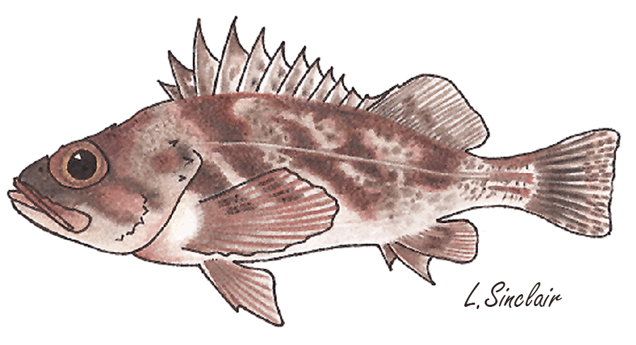 CA Marine Species Portal