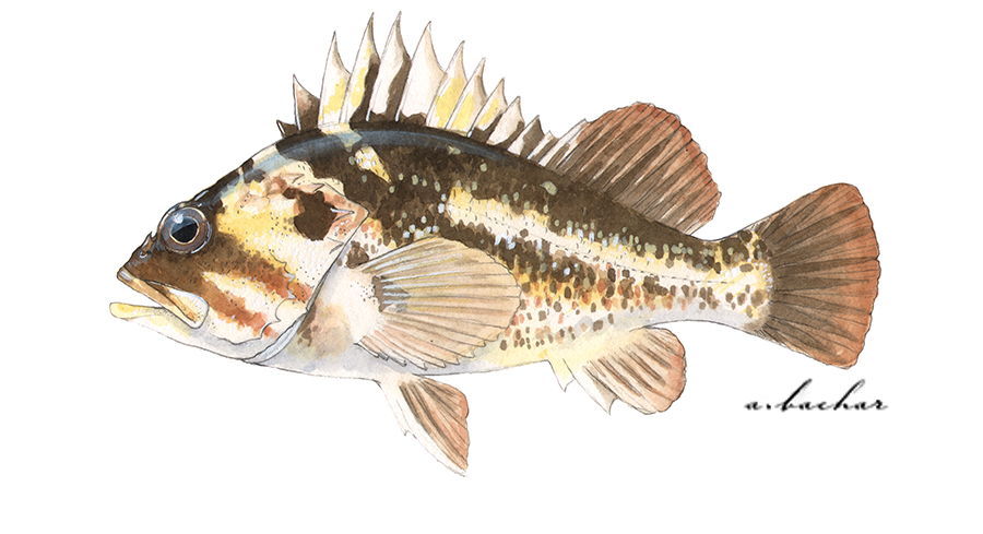 CA Marine Species Portal