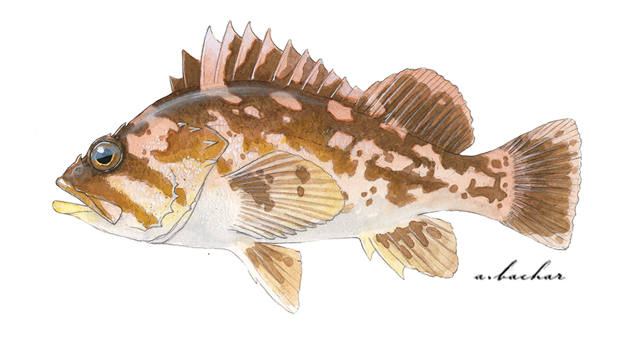 CA Marine Species Portal