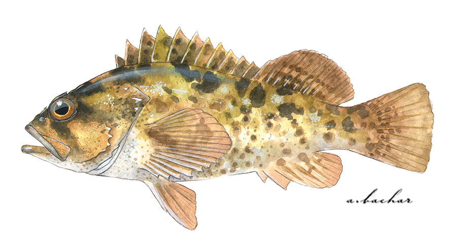 CA Marine Species Portal